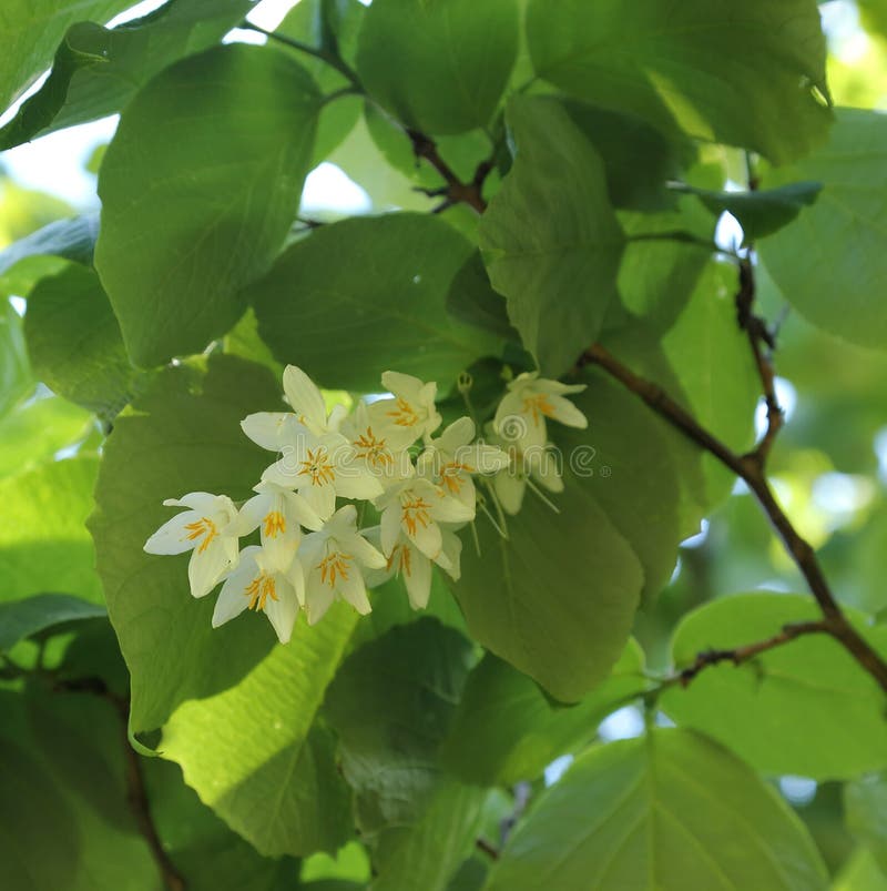 Estoraque foto de archivo. Imagen de ambientador, medicinal - 88141776