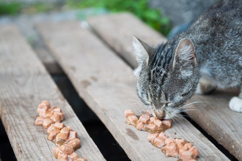 Katzen fressen stockbild. Bild von teller, schlecht, dünn - 26160329