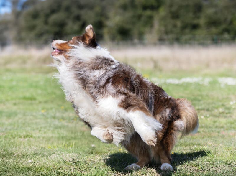 Obedience Training with a Australian Shepherd Stock Image - Image of ...