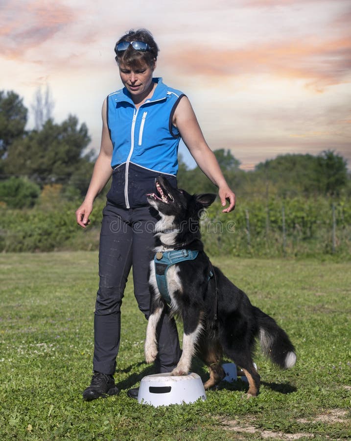 Obedience Training for Border Collie Stock Photo - Image of animal ...