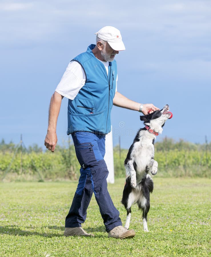 Obedience Training for Border Collie Stock Photo - Image of animal ...