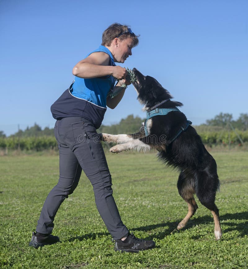 Obedience Training for Border Collie Stock Photo - Image of turn ...