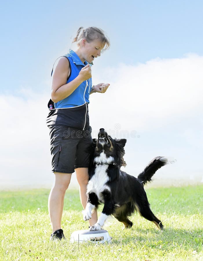 Obedience Training with a Border Collie Stock Image - Image of girl ...