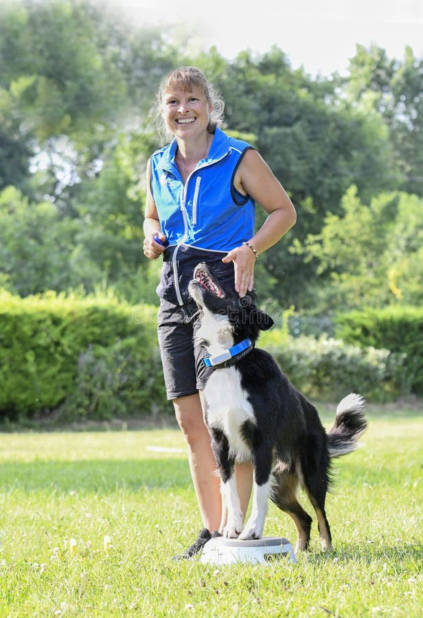 Obedience Training for Border Collie Stock Image - Image of outdoor ...