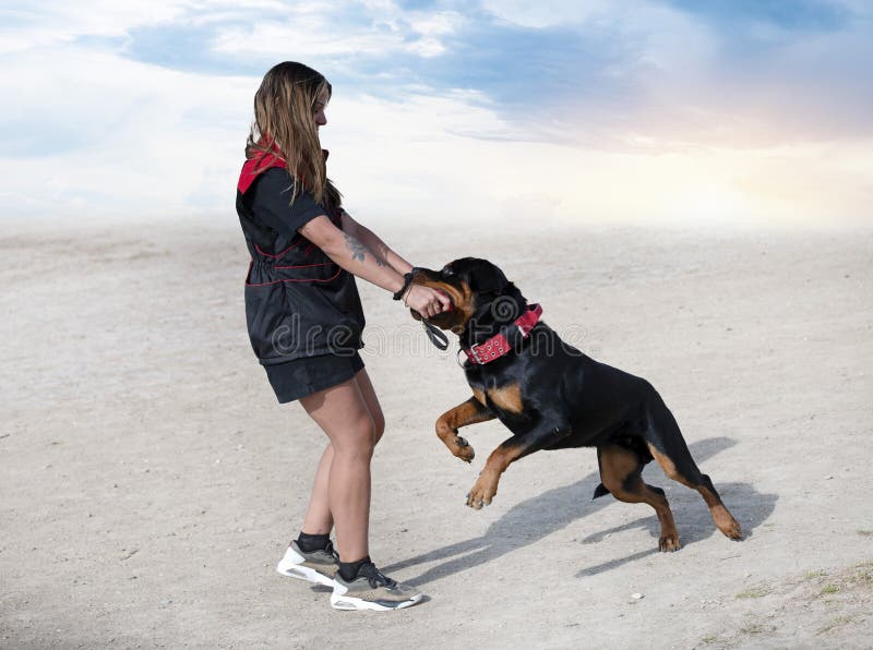 Obedience Training in a Club Stock Image - Image of little, competition ...
