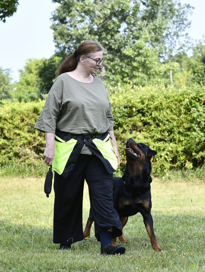 Obedience Training in a Club Stock Image - Image of bring, terrier ...