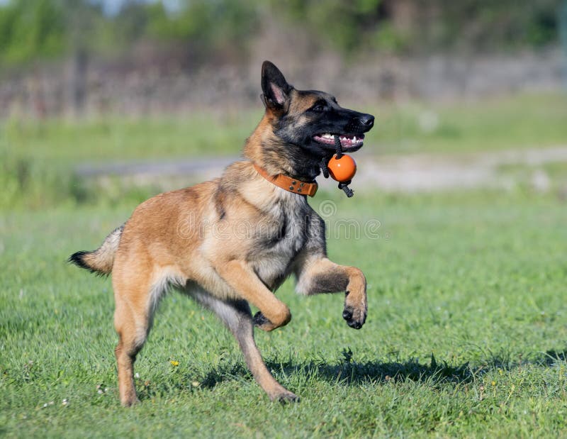Obedience Training with a Malinois Stock Image - Image of dressage ...