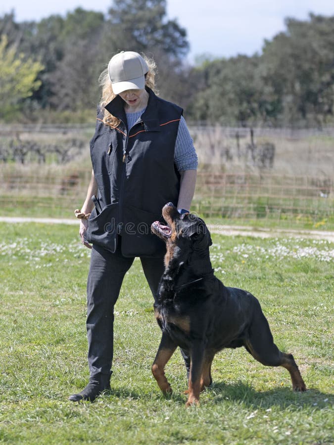 Obedience Training with a Rottweiler Stock Photo - Image of turn ...