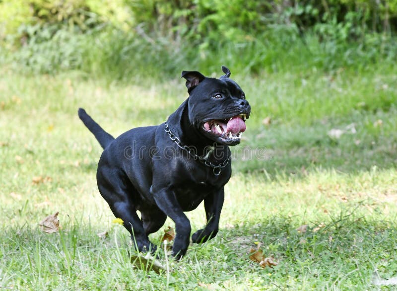 Obedience Training with a Staffie Stock Photo - Image of purebred ...