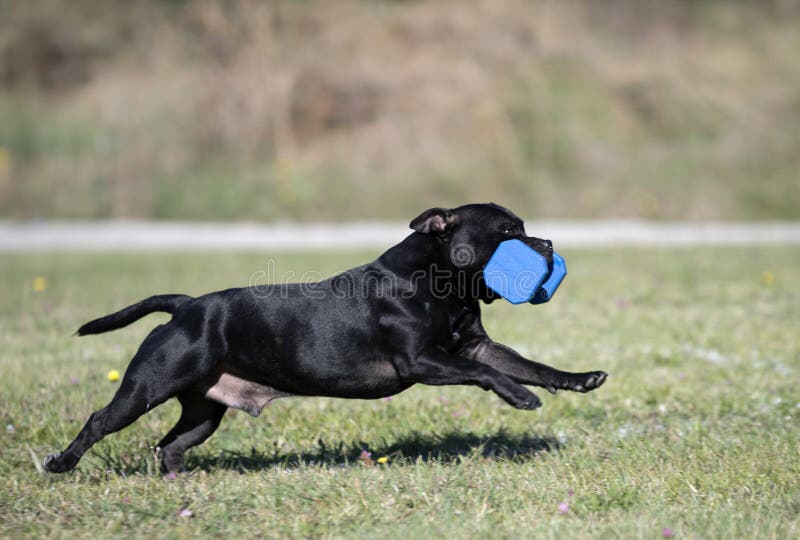 Obedience Training with a Staffie Stock Photo - Image of bring ...