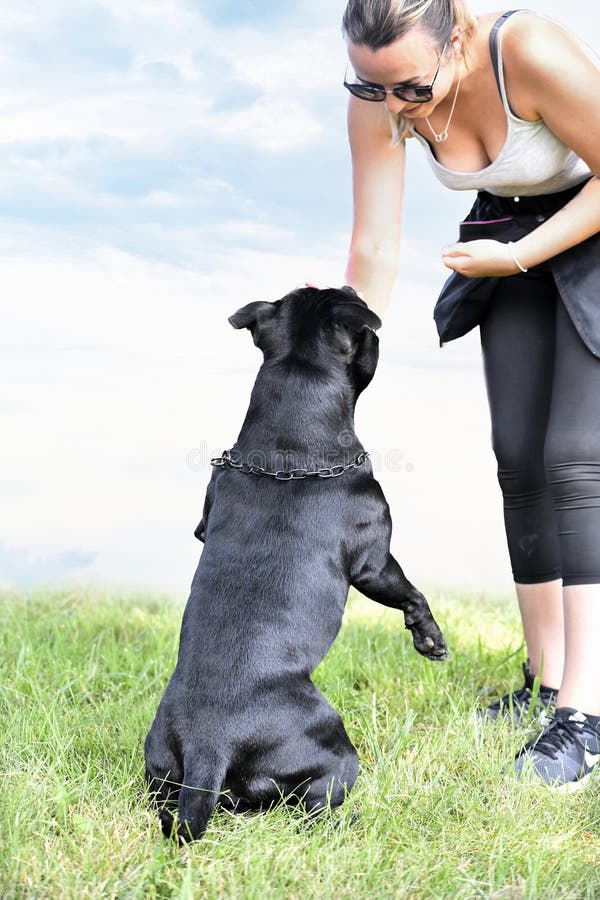 Obedience Training with a Golden Retriever Stock Photo - Image of ...