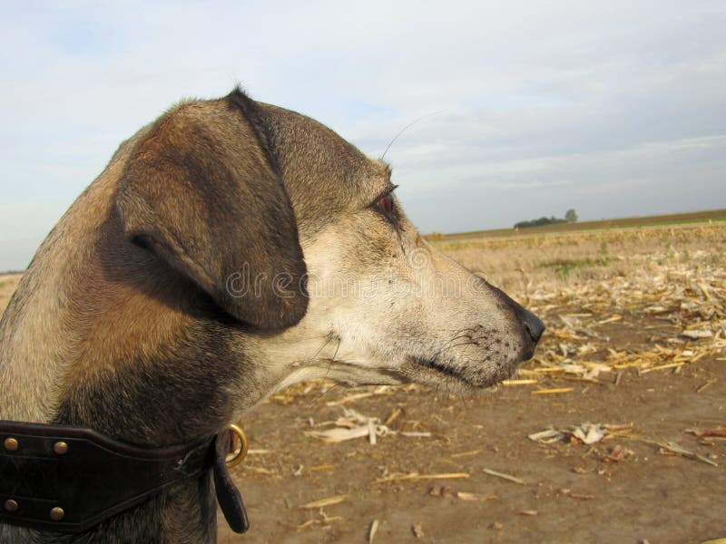 An obedient Arab greyhound stock photo. Image of obedient - 178865084