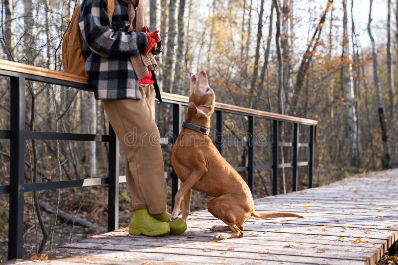 Obedient Clever Dog Magyar Vizsla Listening Commands of Pet Owner To ... Obedient Clever Dog Magyar Vizsla Listening Commands of Pet Owner To ...