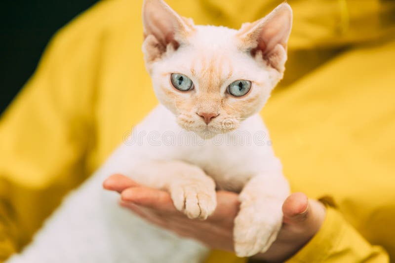 Obedient Devon Rex Cat with Cream Fur Color Sitting on Hands. Curious ...