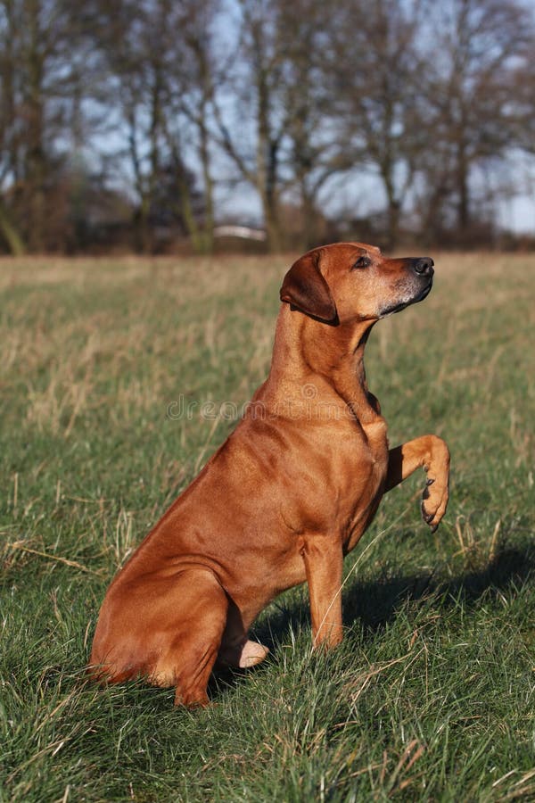 Obedient Dog stock image. Image of order, mammal, canines - 12361003