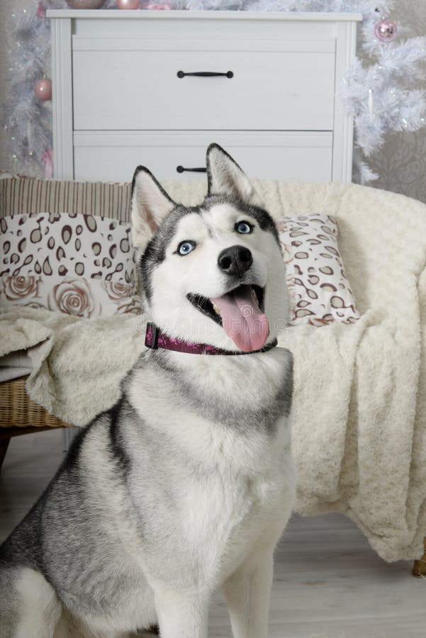 Obedient dog funny husky stock photo. Image of vertical - 63991716