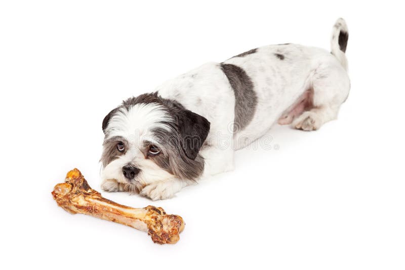Obedient Dog Waiting for Bone Stock Image - Image of shot, little: 65795475