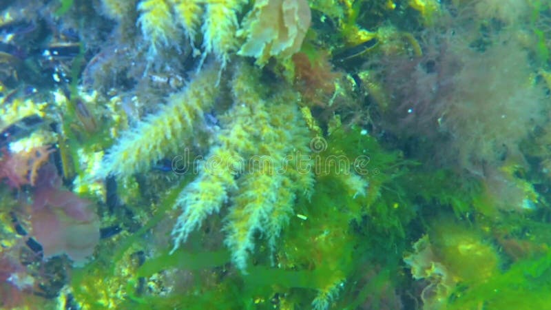 Obelia Hydroid Polyps, Surrounded by Green and Red Algae on the Seabed ...