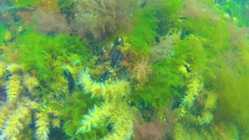 Obelia Hydroid Polyps, Surrounded by Green and Red Algae on the Seabed ...