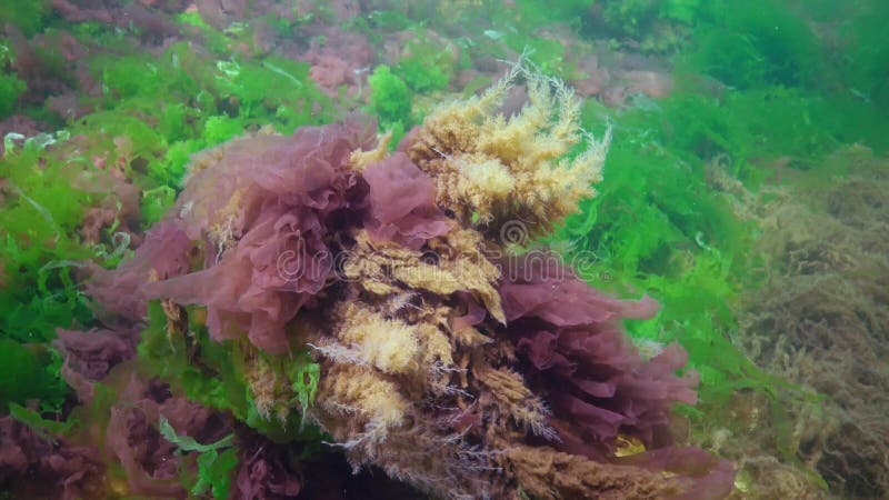 Obelia Hydroid Polyps, Surrounded by Green and Red Algae on the Seabed ...