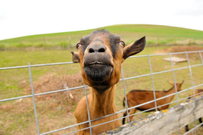 Oberhasli Goat during Show at Fair Stock Image - Image of fair, goat ...