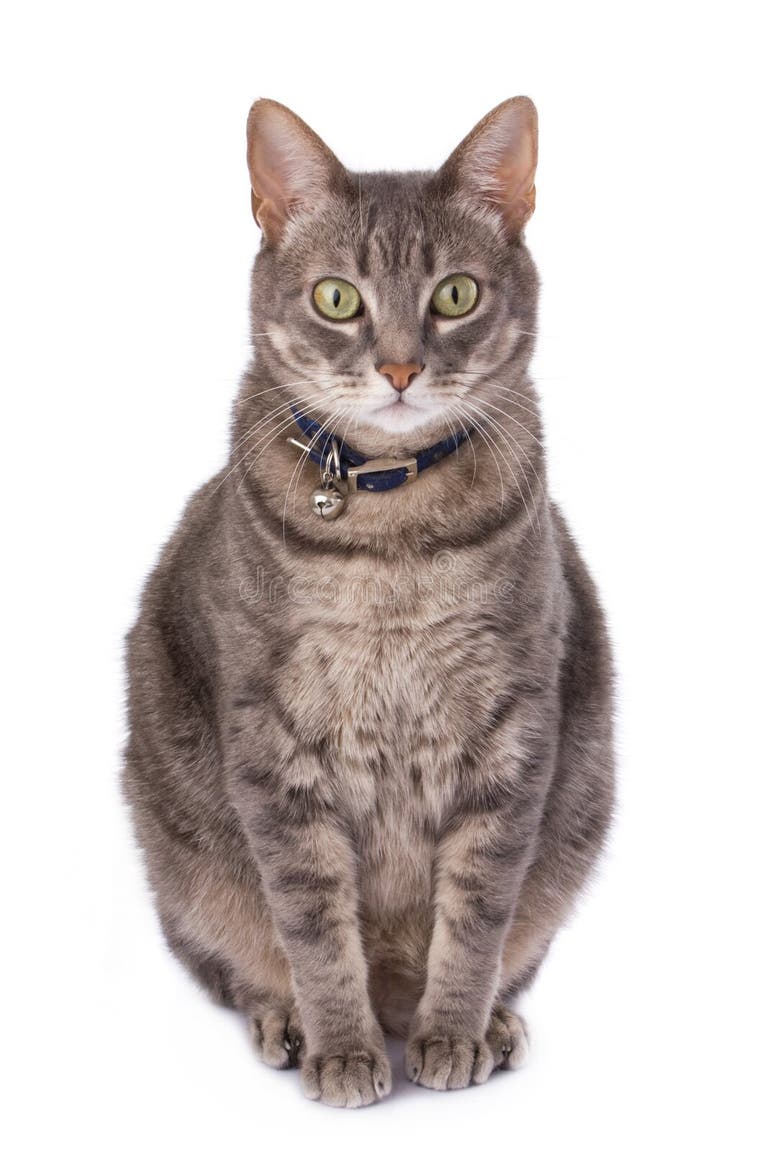 1,264 Castration Hentai Stock Photos - Free & Royalty-Free Stock Photos ...