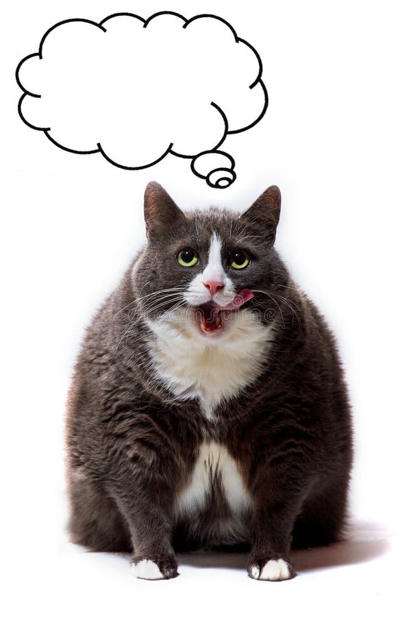 40+ Thinking kitty Free Stock Photos - StockFreeImages