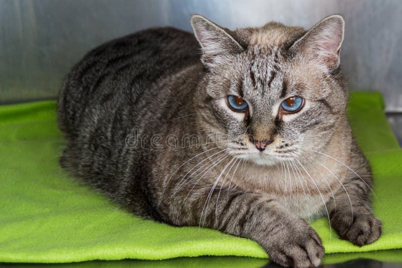 795 Obese Cat Stock Photos - Free & Royalty-Free Stock Photos from ...