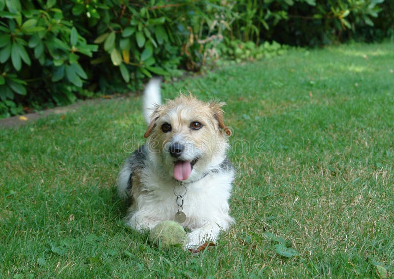 Obese dog stock photo. Image of spotted, rescued, terrier - 1124666