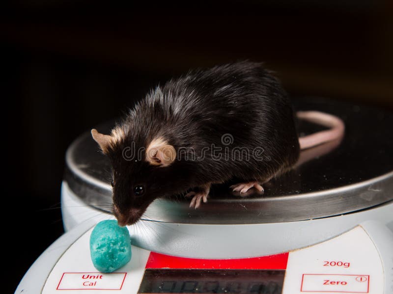 113 Lean Mouse Stock Photos - Free & Royalty-Free Stock Photos from ...