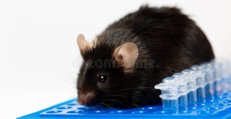 113 Lean Mouse Stock Photos - Free & Royalty-Free Stock Photos from ...