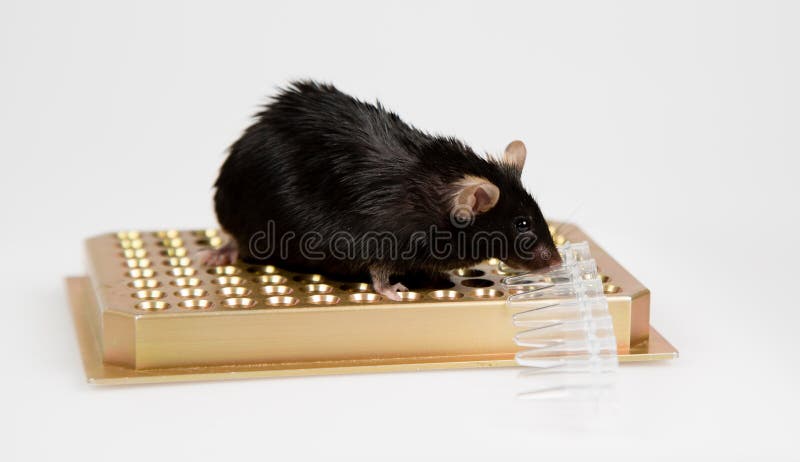 113 Lean Mouse Stock Photos - Free & Royalty-Free Stock Photos from ...