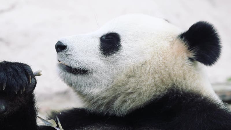 Obese Panda Bear Lying Down and Eating Breakfast Stock Video - Video of ...