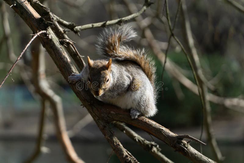 An obese squirrel. stock photo. Image of funny, coastline - 30140848