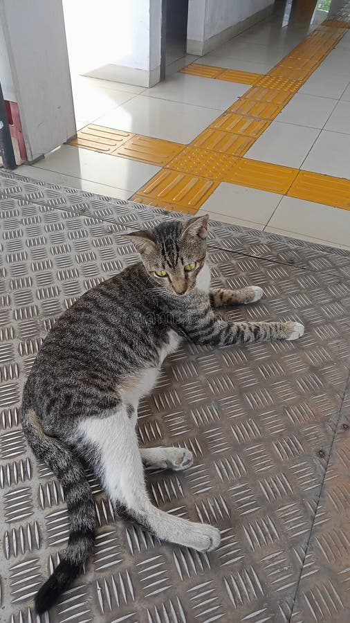 The object is a cat animal stock illustration. Illustration of objects ...