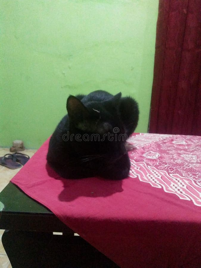 A black cat above a table stock image. Image of closeup - 131996747