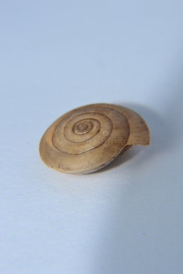 Cochlea Snail Isolated with with Background Stock Photo - Image of ...