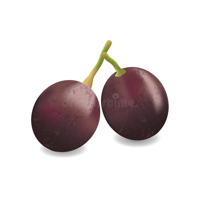 Object fruit grapes vines stock vector. Illustration of dessert - 102290030