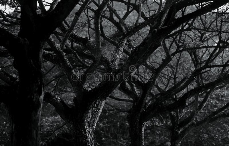 Object and outdoor stock image. Image of trunks, grow - 266529677