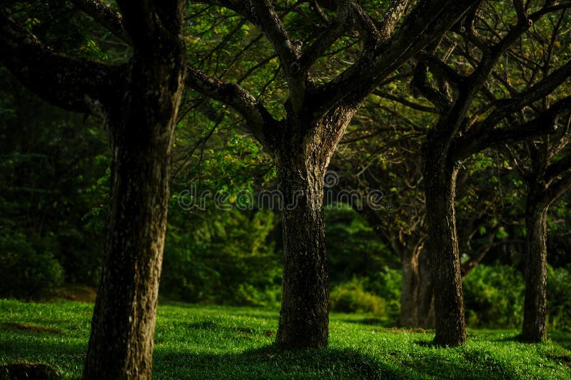 Object and outdoor stock photo. Image of trees, pattern - 266529678