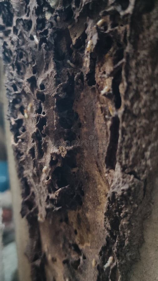 The Object is a Termite and Its Nest in Rotten Wood Stock Footage ...
