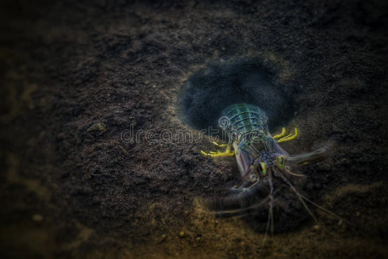 Objects and animals stock photo. Image of holes, refuge - 242187114