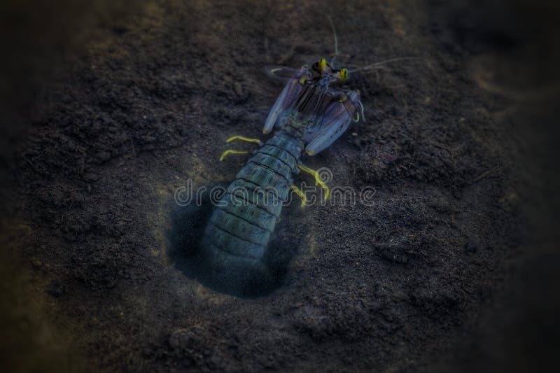 Objects and animals stock photo. Image of seafood, refuge - 242187116