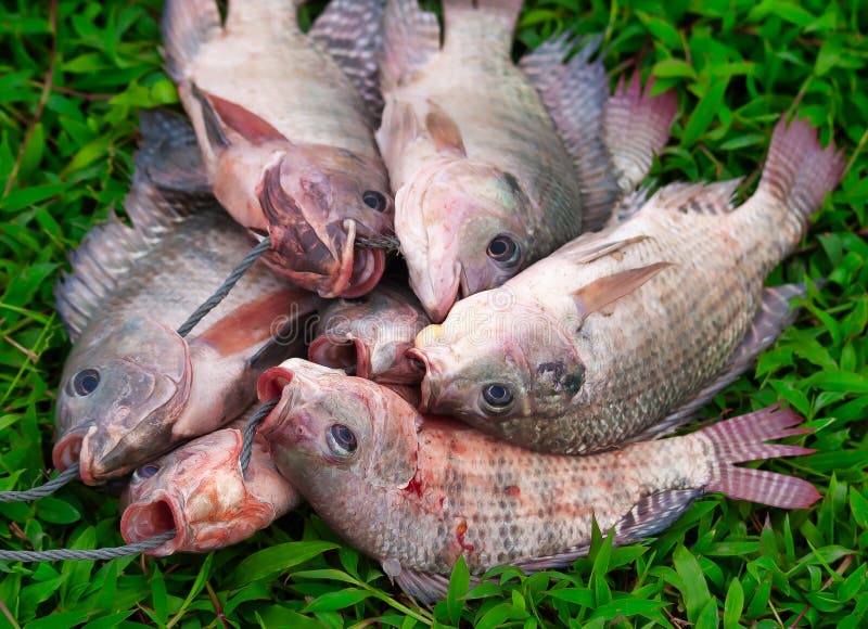 Objects and food stock image. Image of nature, lake - 204283089