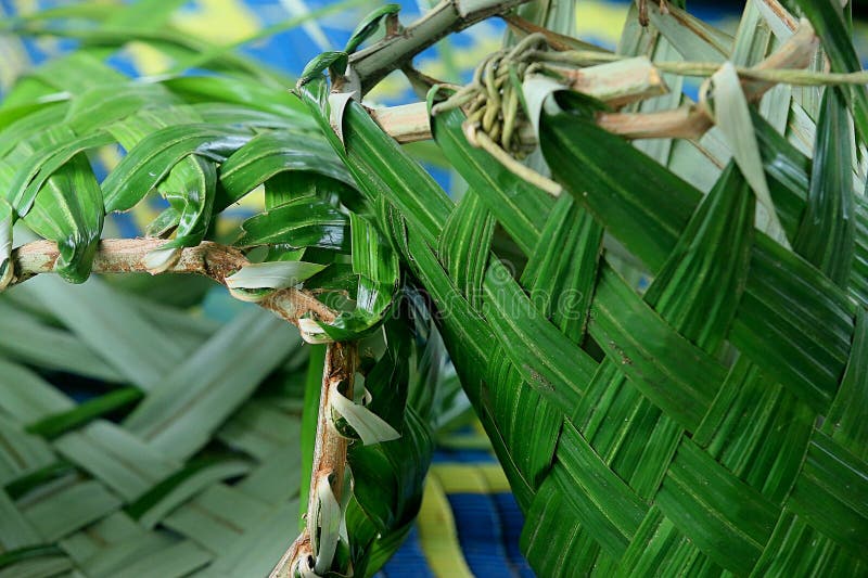 Bertam Leaves Stock Photos - Free & Royalty-Free Stock Photos from ...