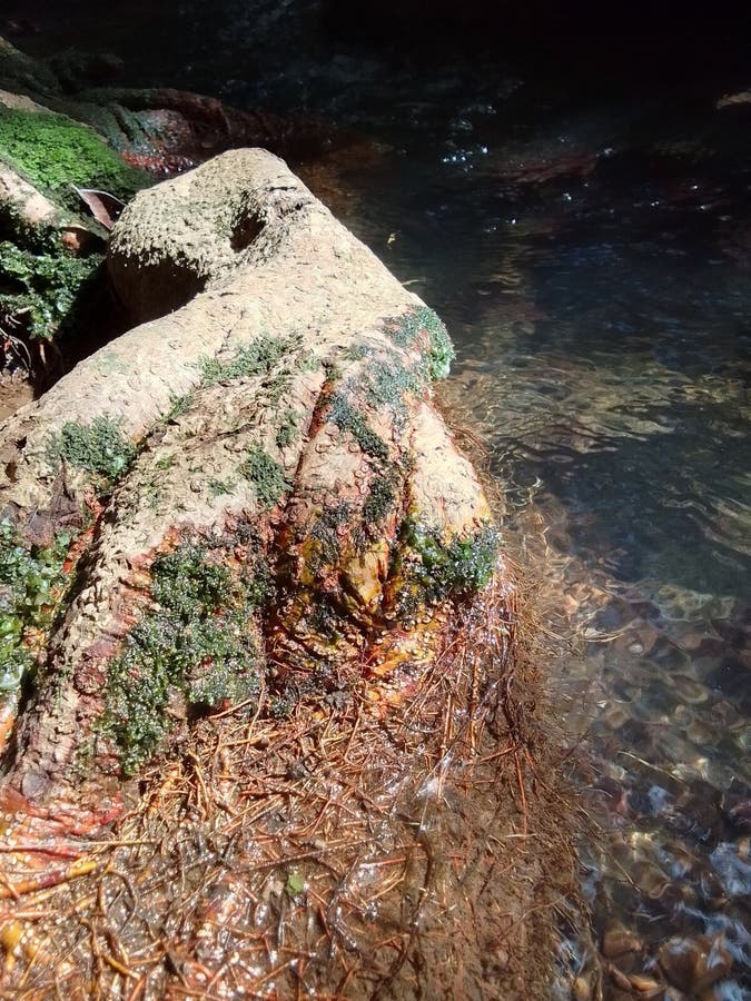 Objects of Large Tree Roots, and Clear River Water Stock Photo - Image ...