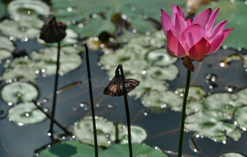 Objects and nature stock photo. Image of nature, port - 248194316