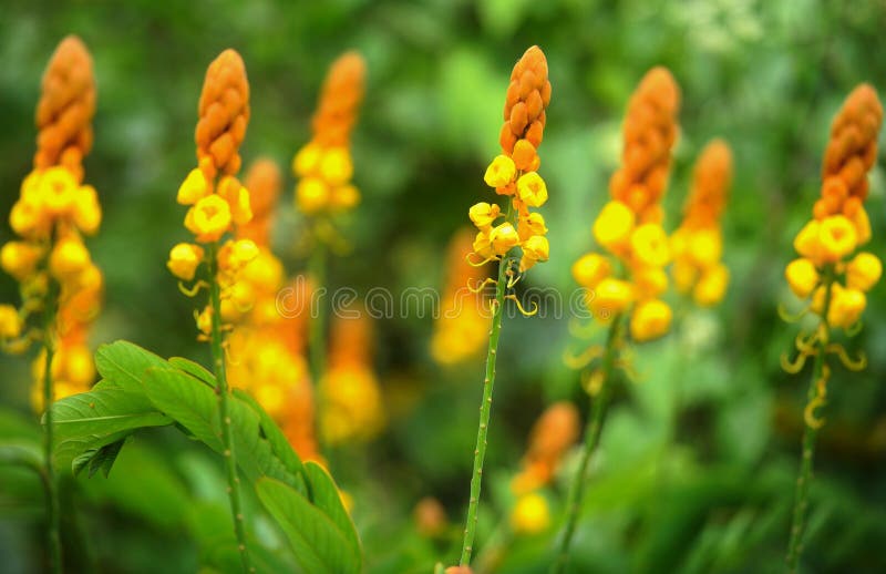 Objects and nature stock photo. Image of level, nature - 261001178