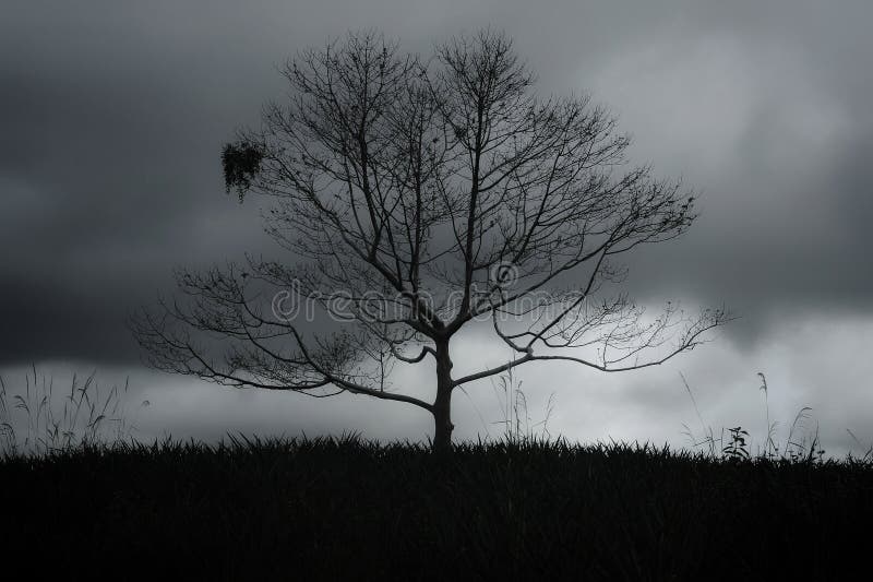 Objects and Nature stock image. Image of wild, wildlife - 254591817