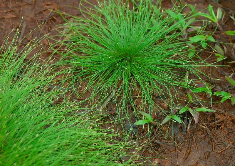 Objects and nature stock photo. Image of area, open - 204282652